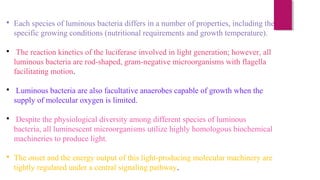 bioluminscence of microorganisms | PPT