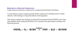 bioluminscence of microorganisms | PPT