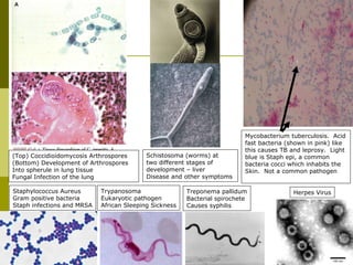 Microbiology ch 1 | PPT