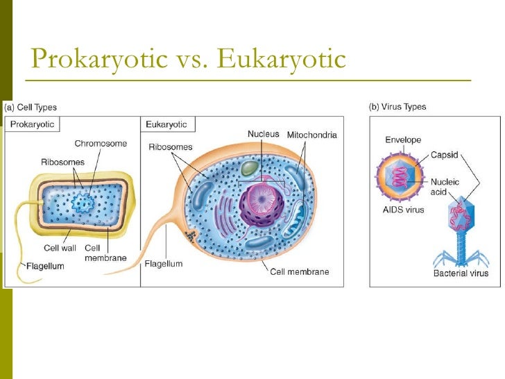 Microbiology ch 1(2)