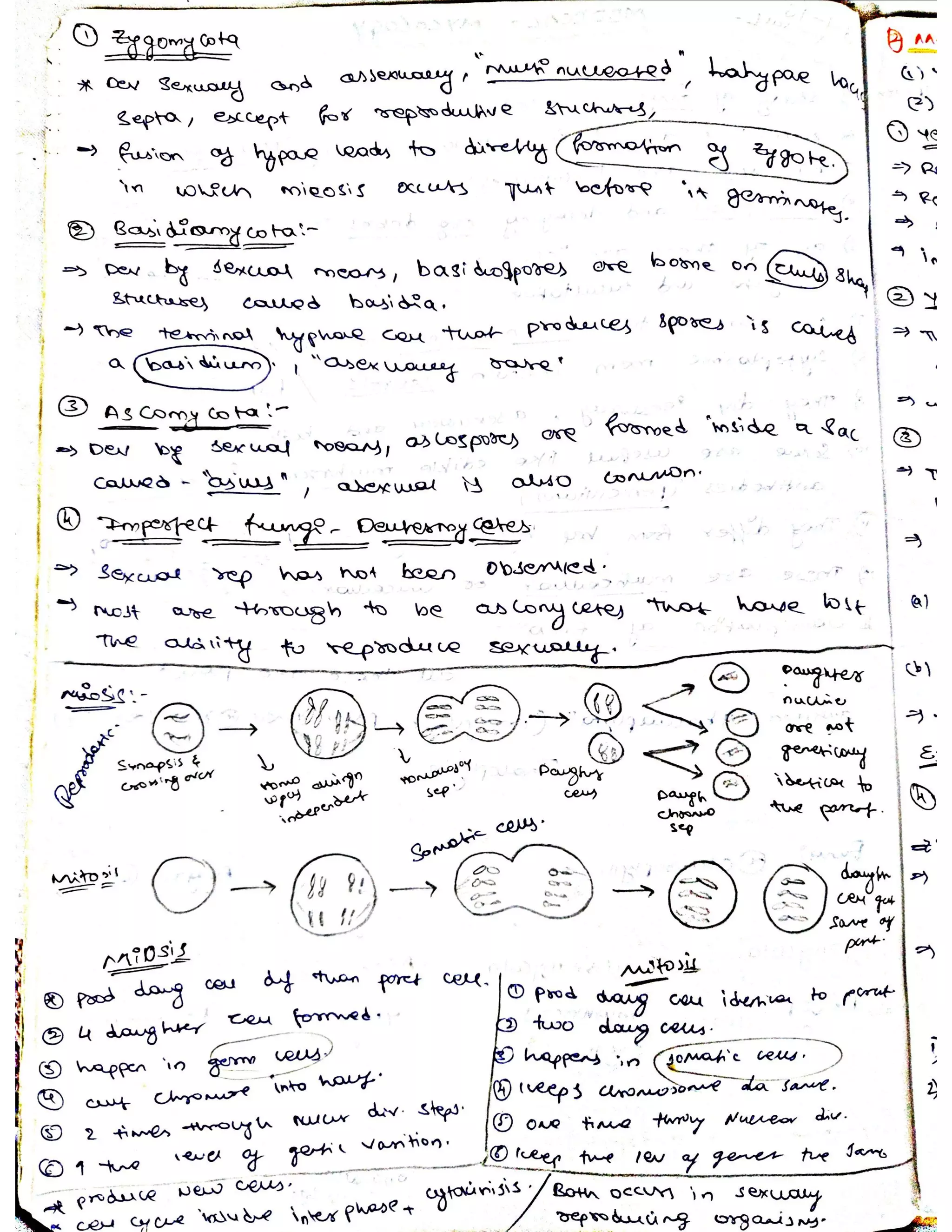 Mycology & Virology complete written notes | PDF