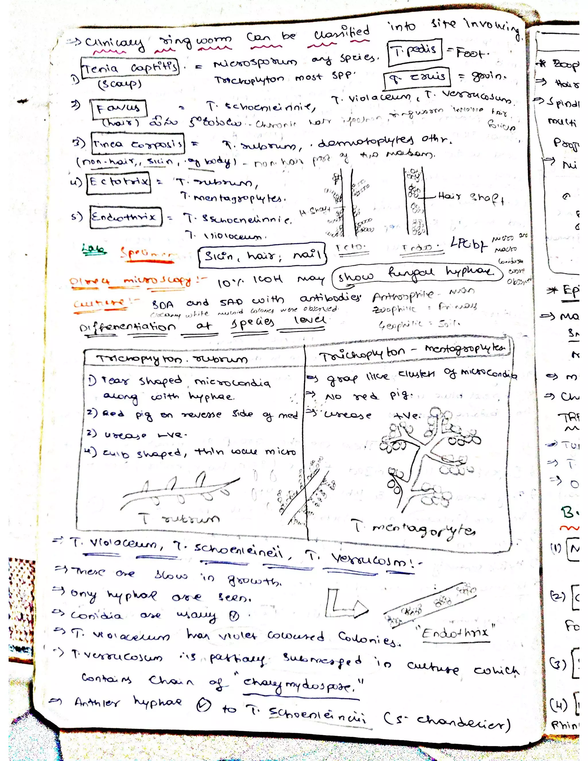 Mycology & Virology complete written notes | PDF