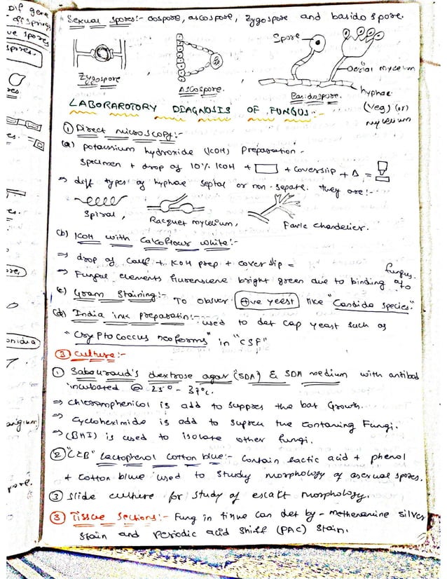 Mycology & Virology complete written notes | PDF