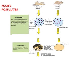 History, Introduction & Scope Of Microbiology | PPTX