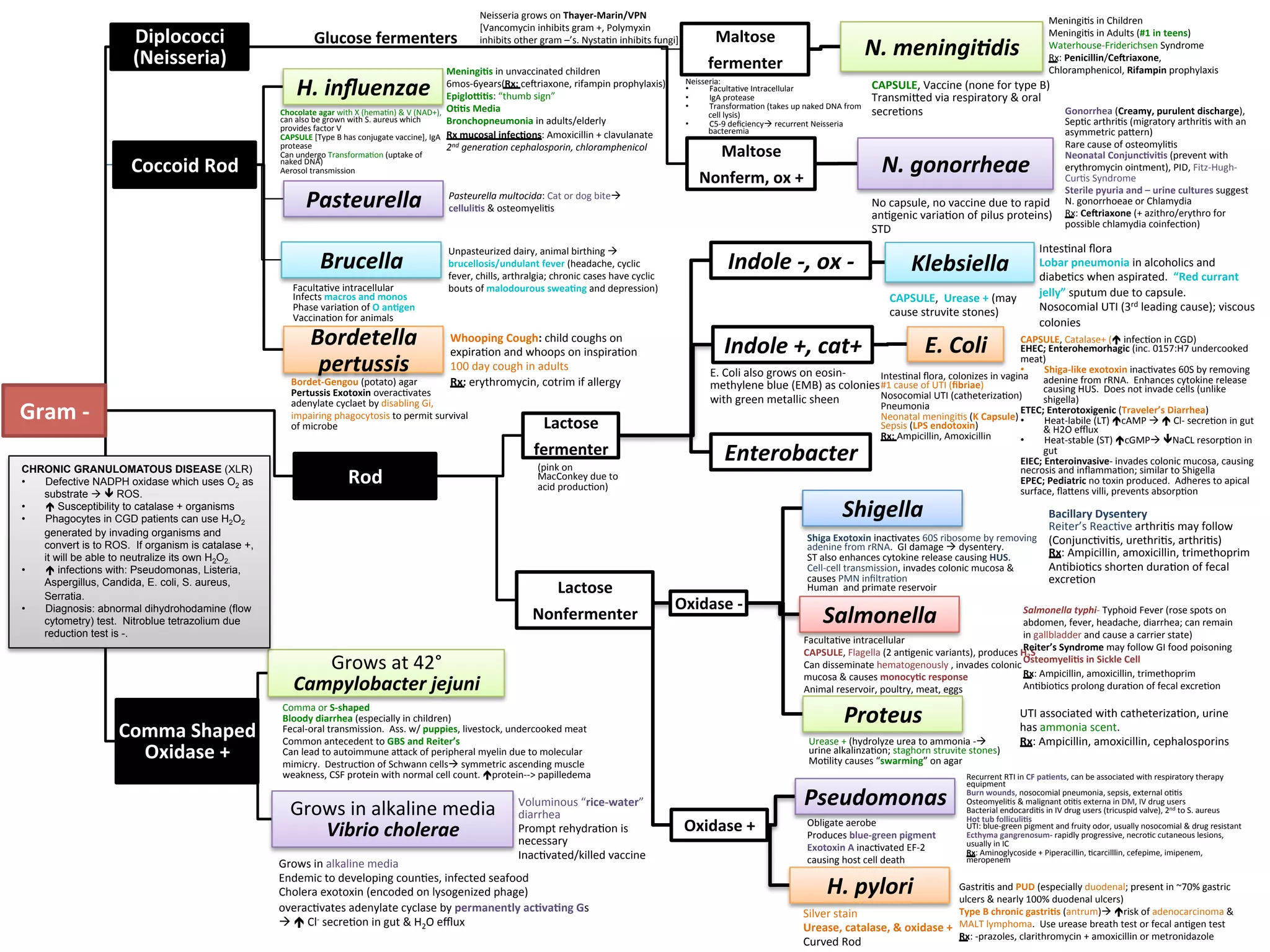 Microbiology flowchart.pdf