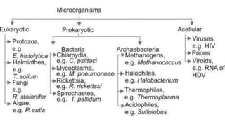 Microbiology for Engineers | PPTX