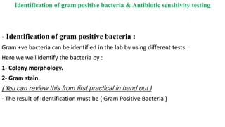 Microbiology (gram positive and antibiotic sensitivity assay) | PPT