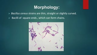 Microbiology grp 6 abdullah bilal (1) | PPT