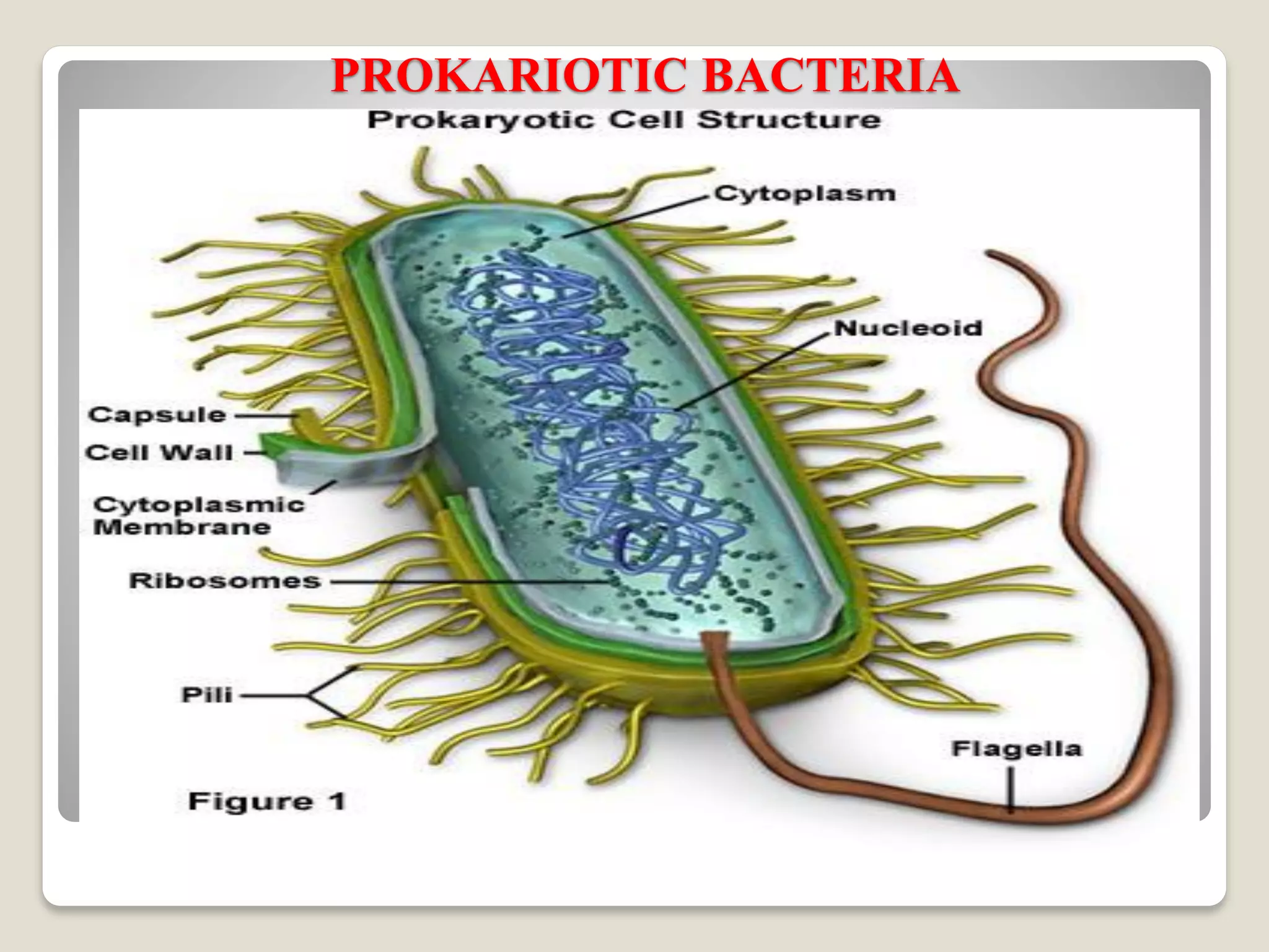 Bacteria- Morphology, Characteristics and Diversity | PPT