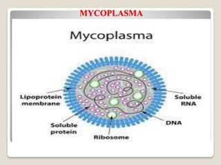 Bacteria- Morphology, Characteristics and Diversity | PDF