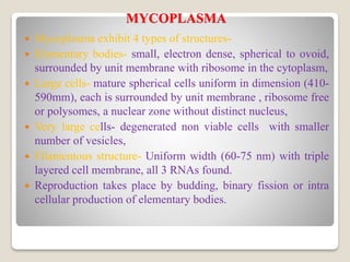 Bacteria- Morphology, Characteristics and Diversity | PDF