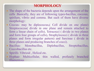 Bacteria- Morphology, Characteristics and Diversity | PPT