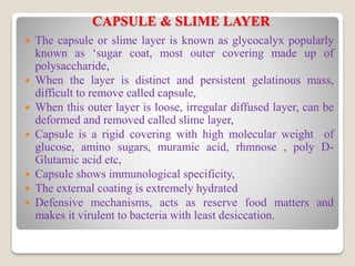 Bacteria- Morphology, Characteristics and Diversity | PDF