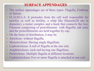 Bacteria- Morphology, Characteristics and Diversity | PPT