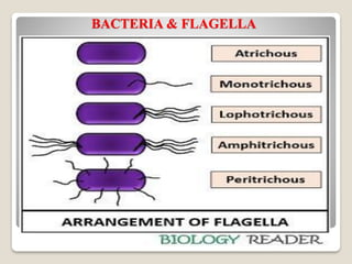 Bacteria- Morphology, Characteristics and Diversity | PDF