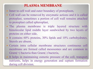 Bacteria- Morphology, Characteristics and Diversity | PPT