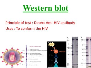 Microbiology (immunological method and application) | PPT
