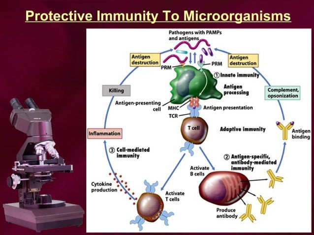 Microbiology & immunology seminar pg | PPT