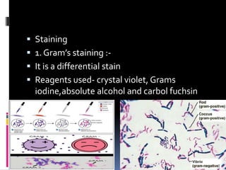 Microbiology in oral surgery | PPTX