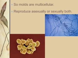Microbiology Introduction.microbiology slideshare.pptx