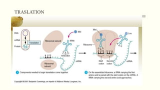 Microbiology in usmle 1 microbiology 1 | PPTX