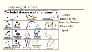 Microbiology in usmle 1 microbiology 1 | PPTX