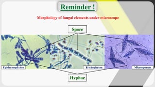 Microbiology (lab diagnosis result of fungal and bacterial skin ...