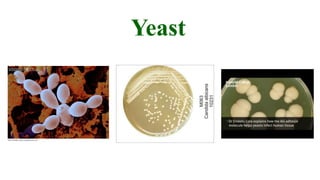 Microbiology (laboratory diagnosis of viral and fungal infection) | PDF ...