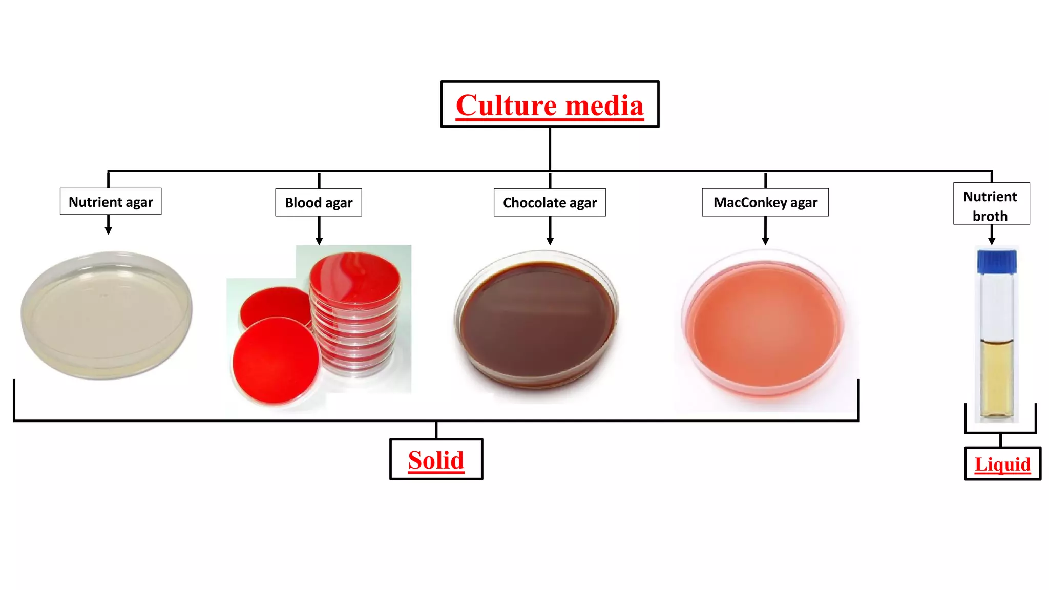 Microbiology (laboratory media and culture) | PDF