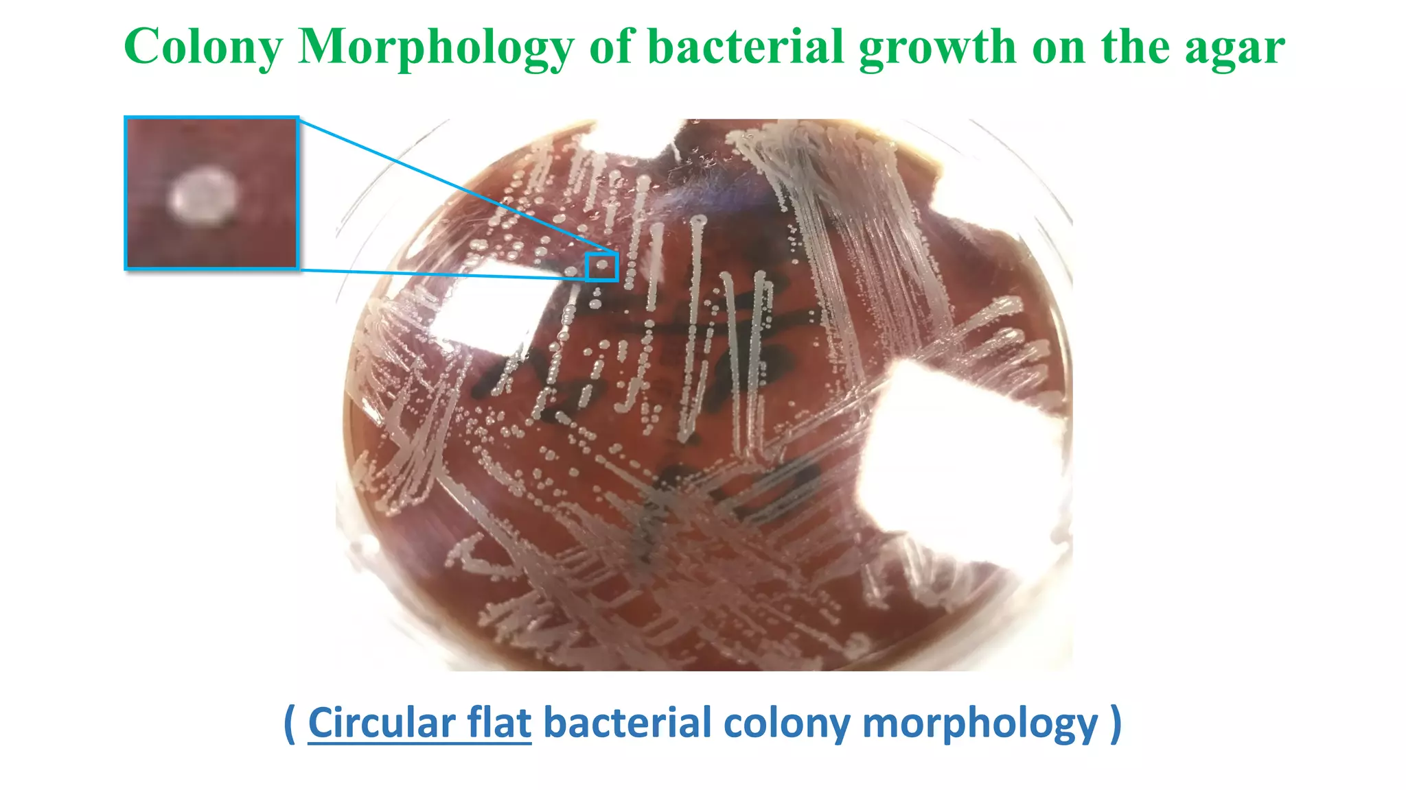 Microbiology (laboratory media and culture) | PDF