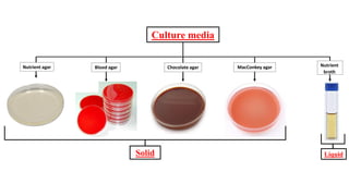 Microbiology (laboratory media and culture) | PDF