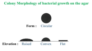 Microbiology (laboratory media and culture) | PDF