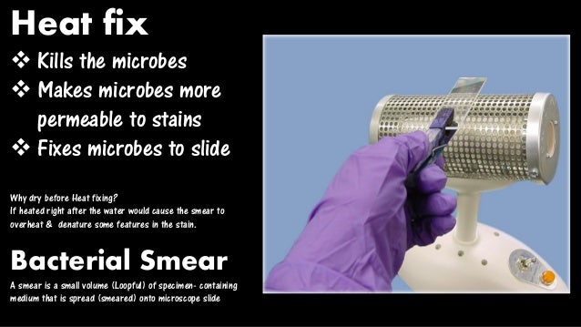 Ilovemicrobiology!!!!!! Ilana kovach