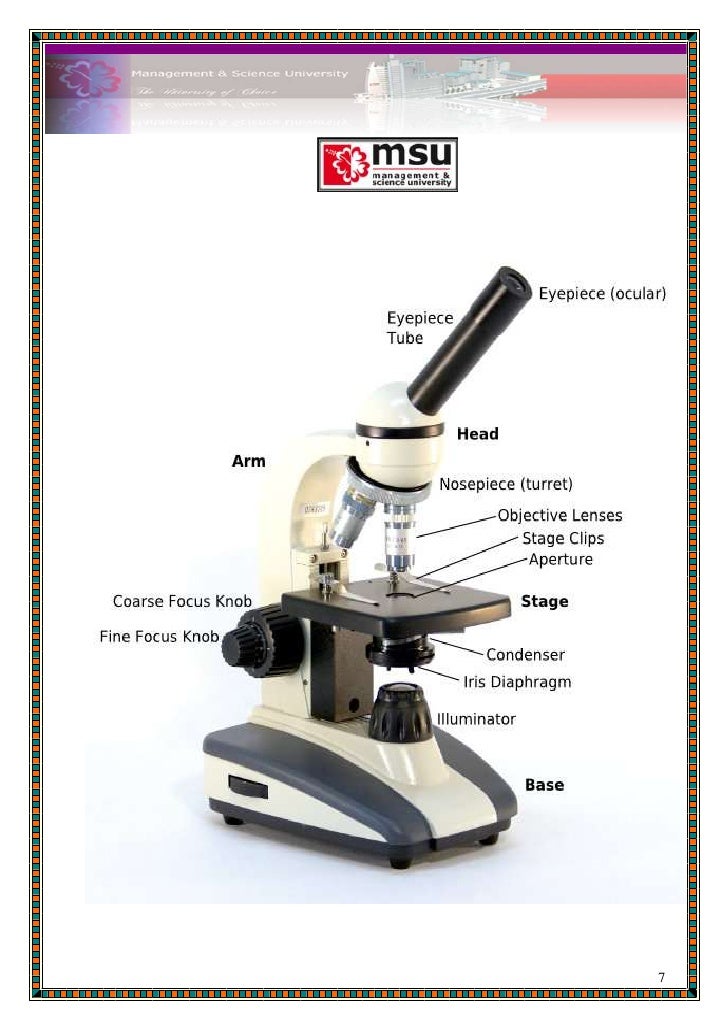 Microbiology lab Report 1 Format Microbiology lab Report 1 Format