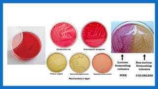 Microbiology lab session 3 Types of Media Used in Microbiology Lab.pdf