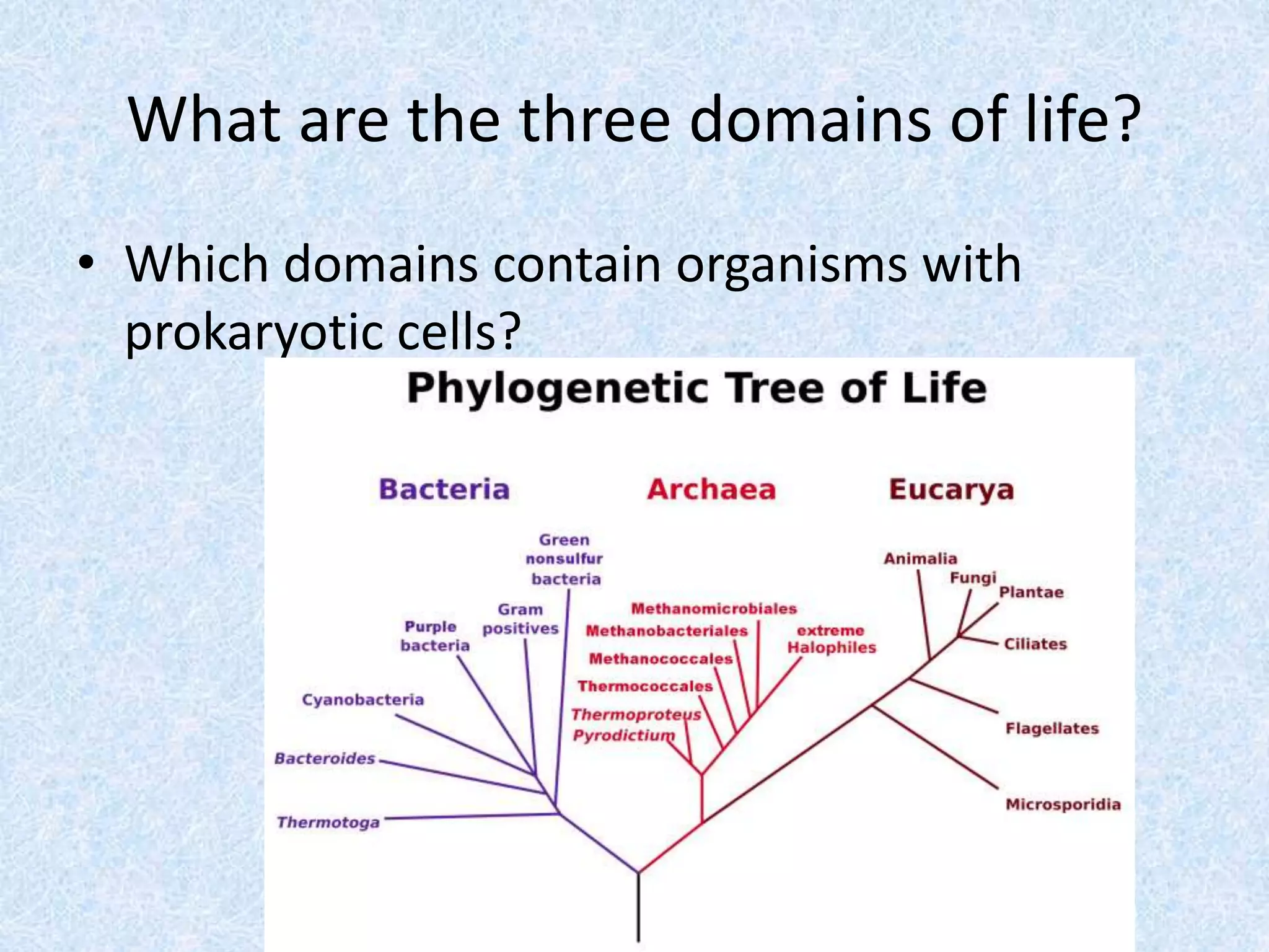 Lab 2: Microbiology | PPTX