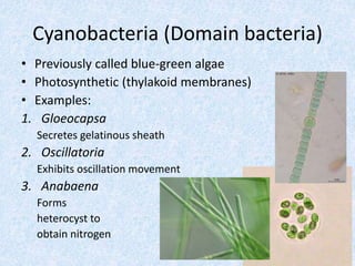 Lab 2: Microbiology | PPTX