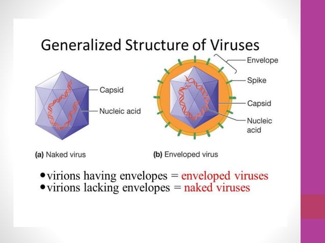 Lecture 10:- The viruses | PPT