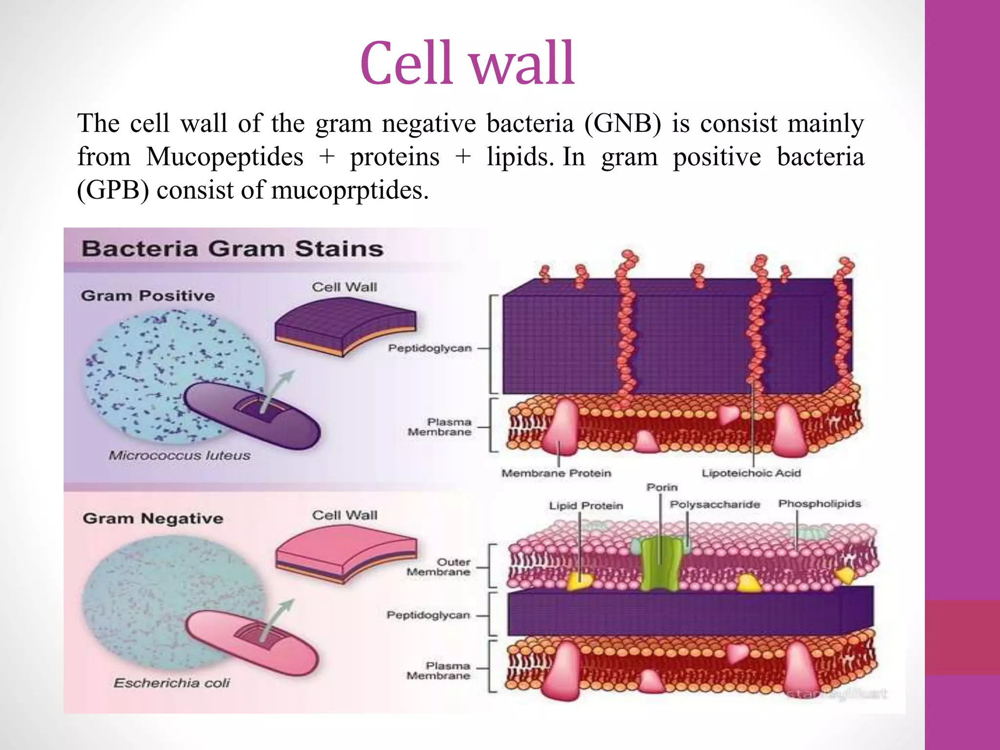 Lecture 2:- Bacterial morphology , bacterial cell structure | PPTX