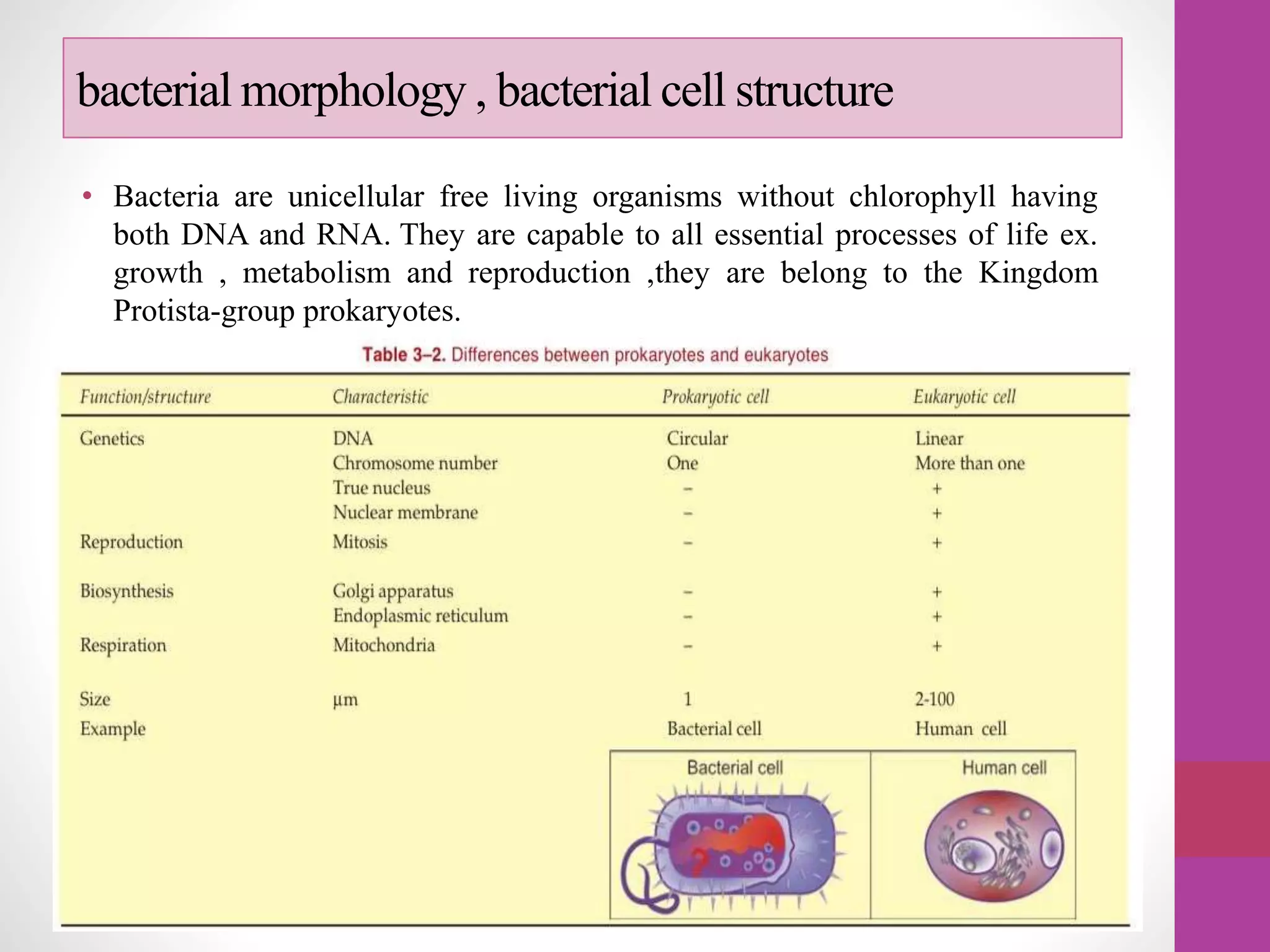 Lecture 2:- Bacterial morphology , bacterial cell structure | PPTX