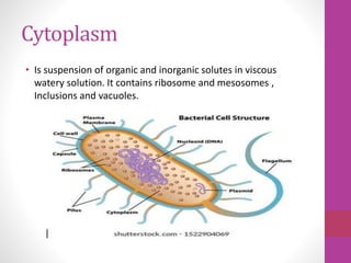Lecture 2:- Bacterial morphology , bacterial cell structure | PPTX
