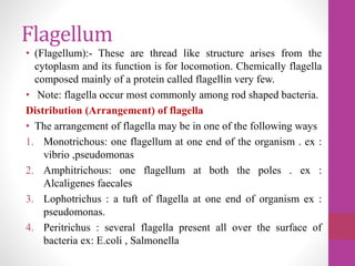 Lecture 2:- Bacterial morphology , bacterial cell structure | PPTX