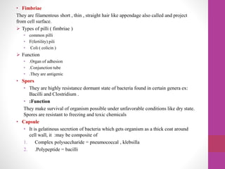 Lecture 2:- Bacterial morphology , bacterial cell structure | PPTX