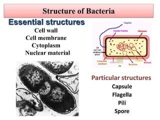 Lecture 2:- Bacterial morphology , bacterial cell structure | PPTX