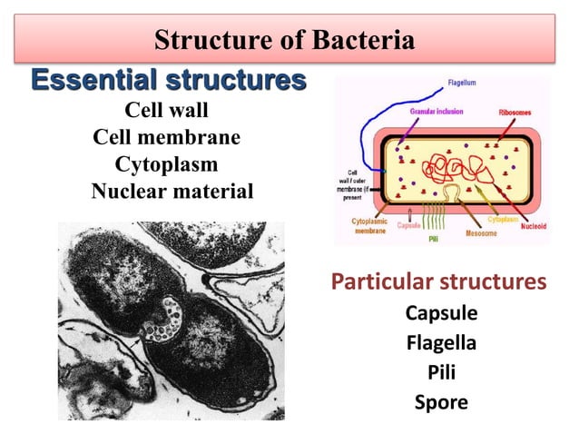 Lecture 2:- Bacterial morphology , bacterial cell structure | PPT