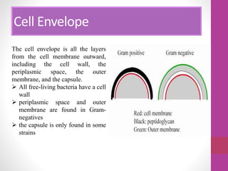 Lecture 2:- Bacterial morphology , bacterial cell structure | PPTX