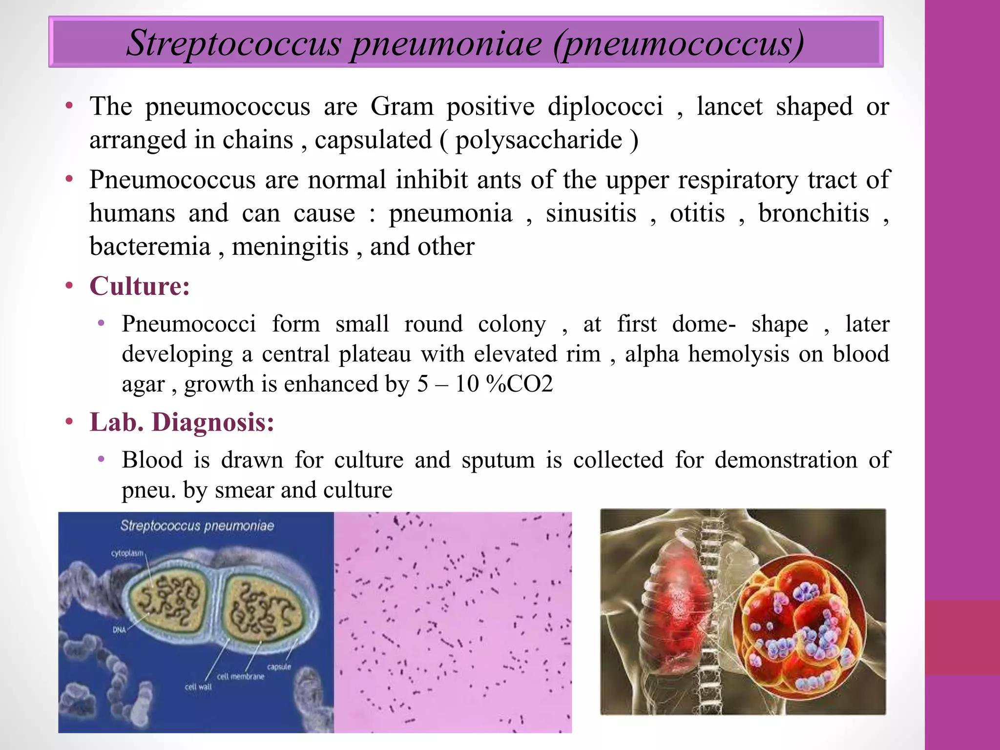 Lecture 5:- Staphylococcus | PPTX