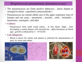 Lecture 5:- Staphylococcus | PPTX
