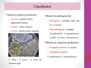 Lecture 5:- Staphylococcus | PPTX