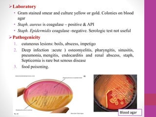 Lecture 5:- Staphylococcus | PPTX